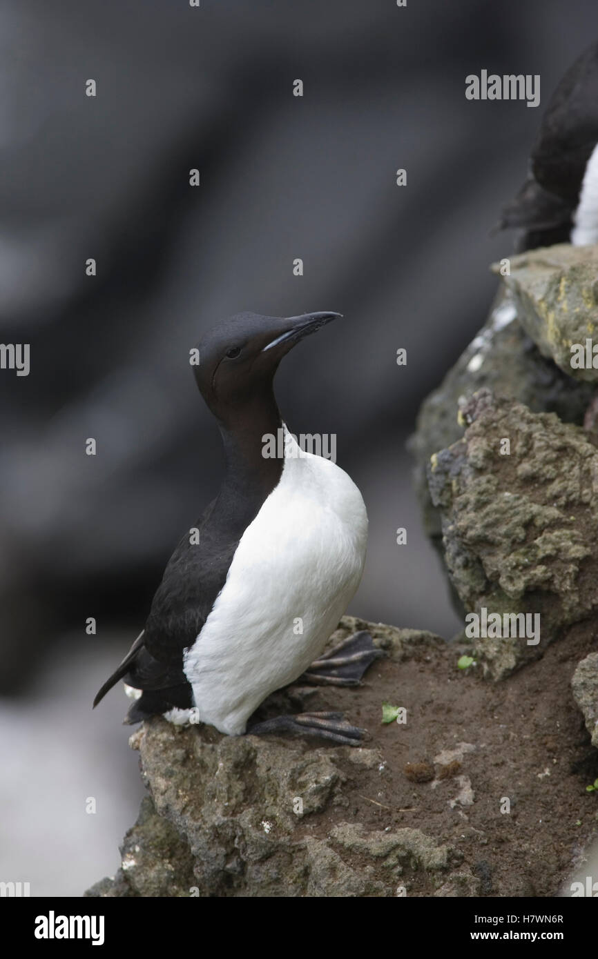 Common Murre (Uria aalge) on cliff, Pribilof Islands, Alaska Stock ...