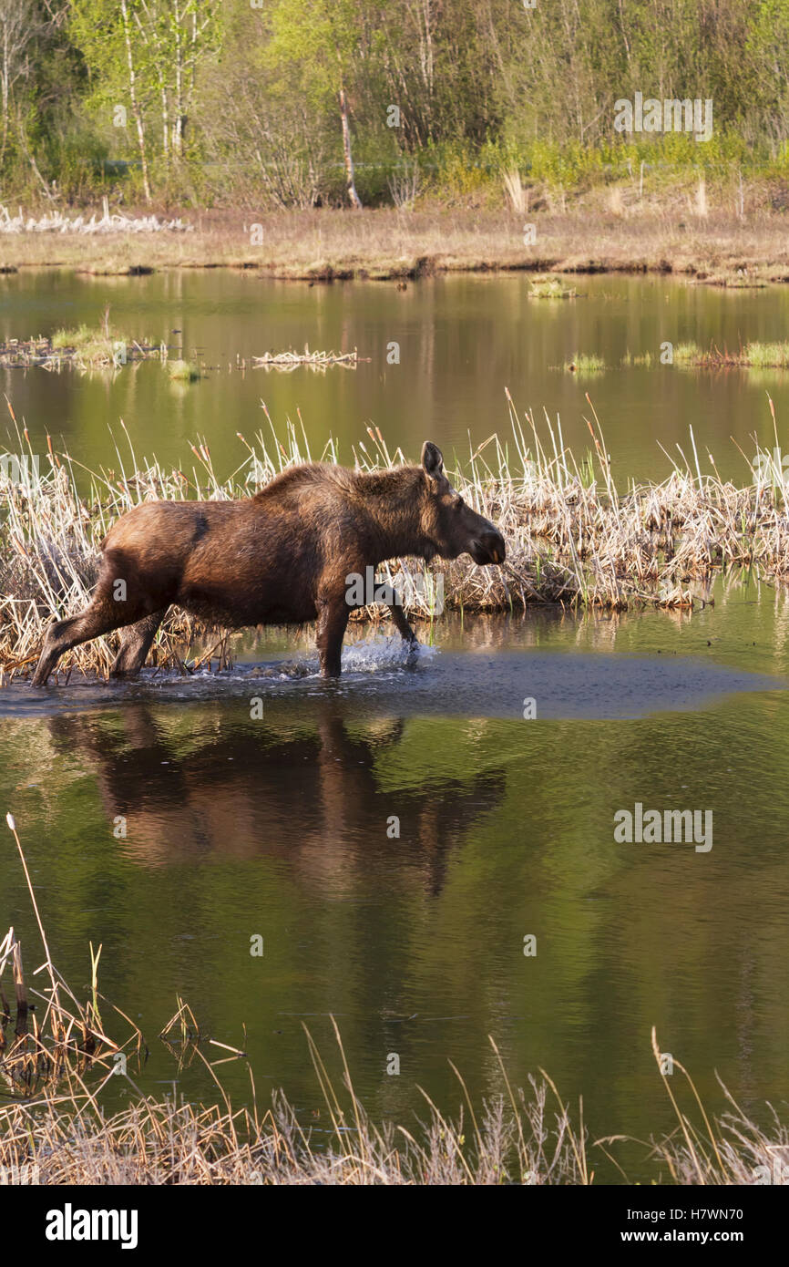 Side view moose walking on hi-res stock photography and images - Alamy