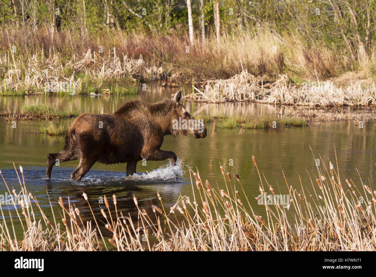 A moose walks thru the water of Potter Marsh and makes splashes ...