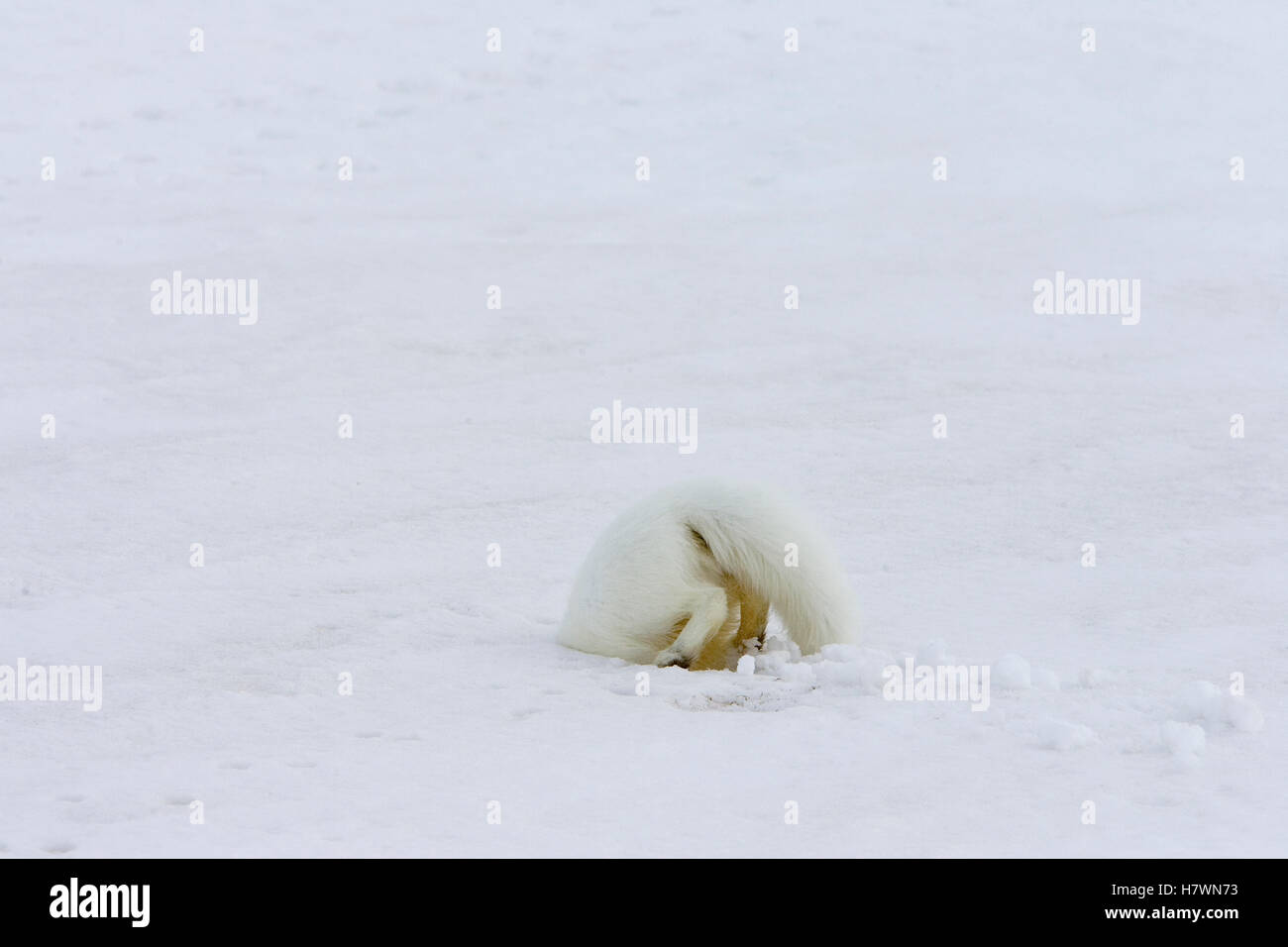 Arctic Fox (Alopex lagopus) hunting prey under the snow, Banks Island ...
