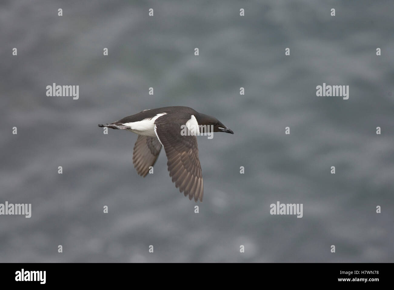 Common Murre (Uria aalge) flying, Pribilof Islands, Alaska Stock Photo ...