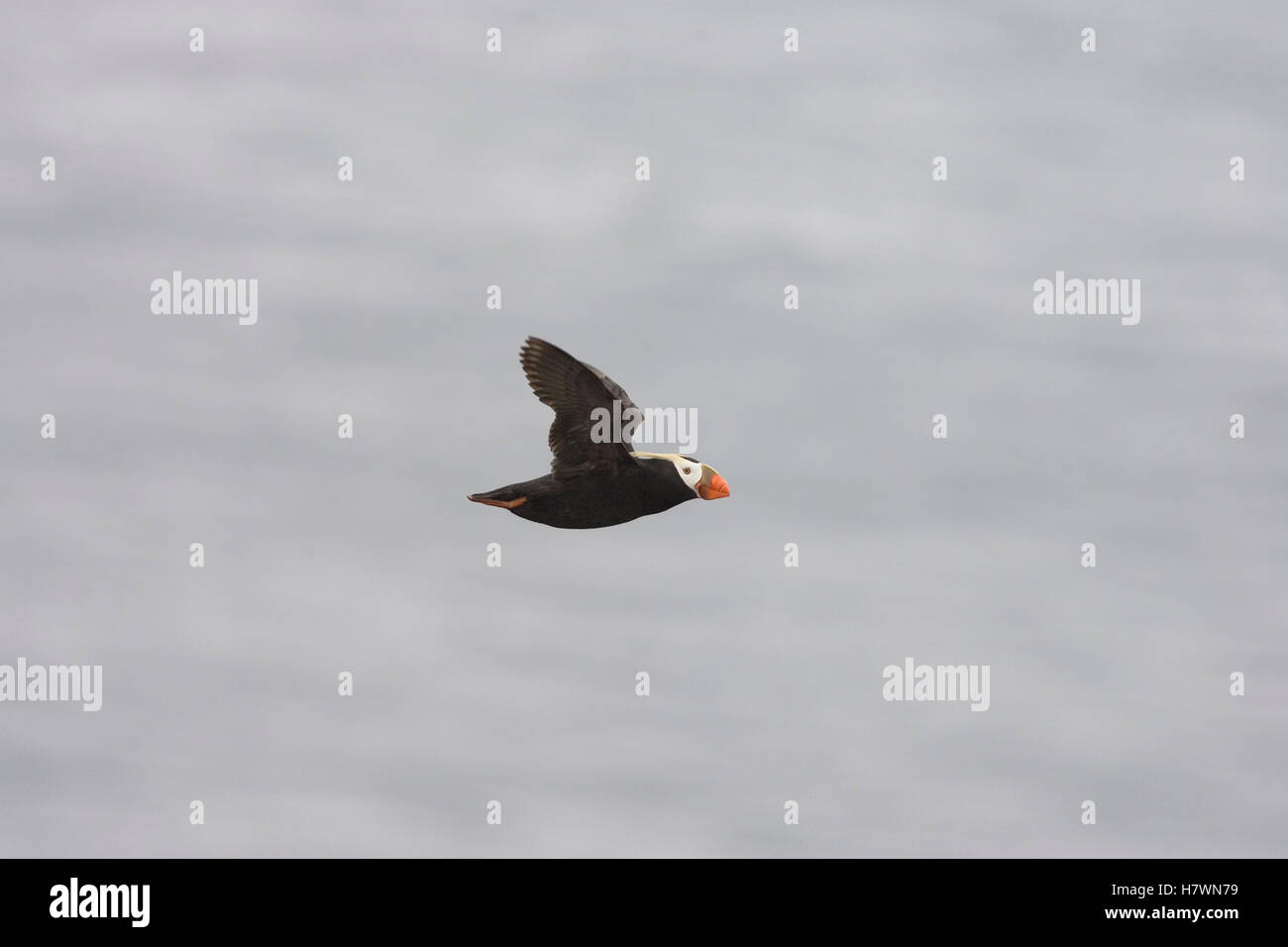 Tufted Puffin (Fratercula cirrhata) flying, Pribilof Islands, Alaska ...