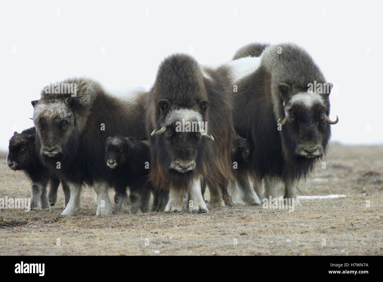 Muskox (Ovibos moschatus) group in defensive circle, Banks Island ...