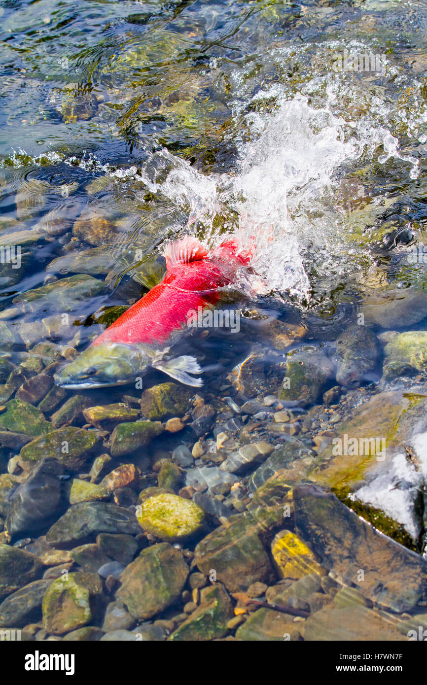 A red Sockeye Salmon spashes through shallow water as it heads upstream ...