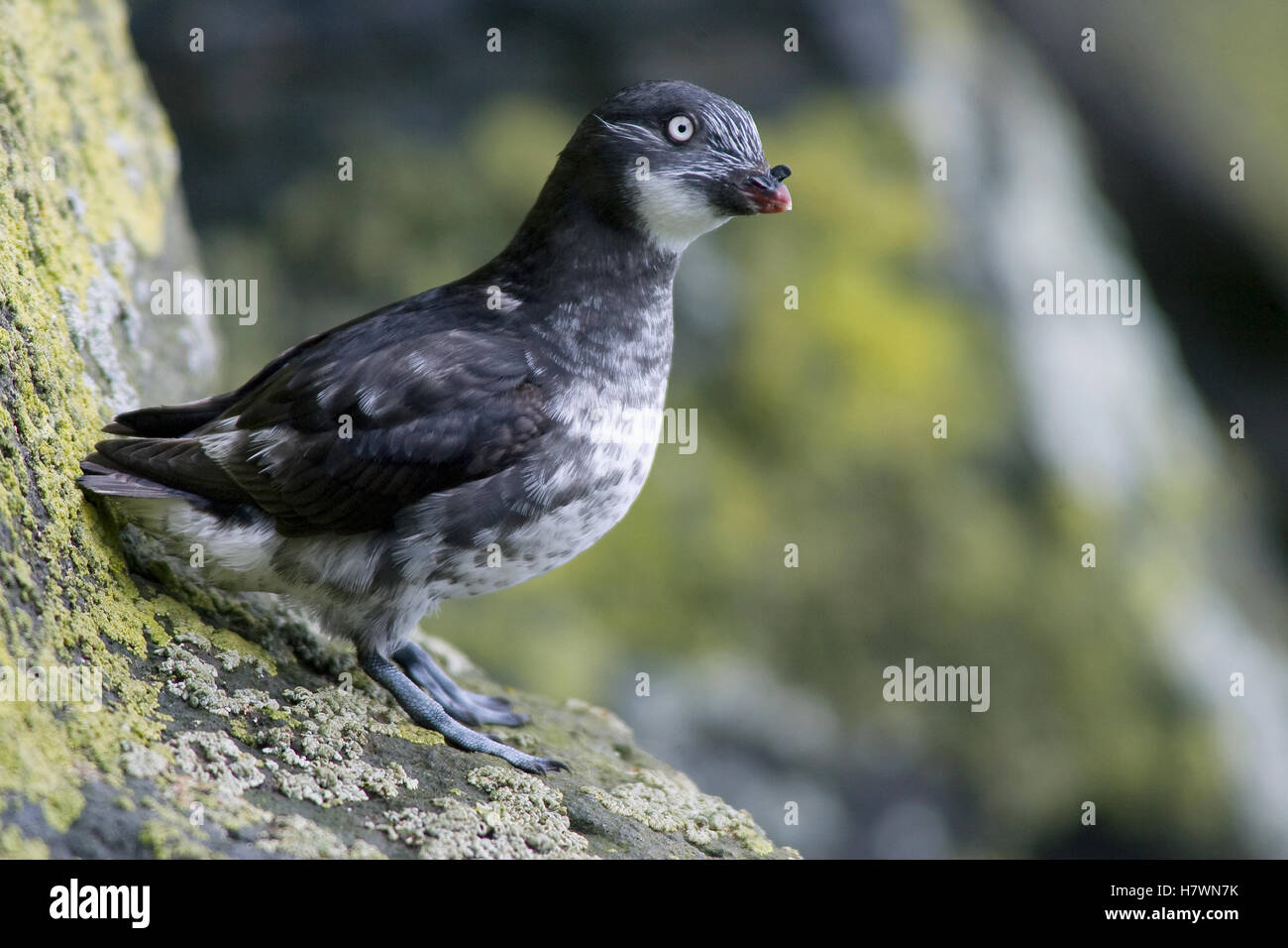 Crested Auklet (Aethia cristatella) chick on cliff, Pribilof Islands ...