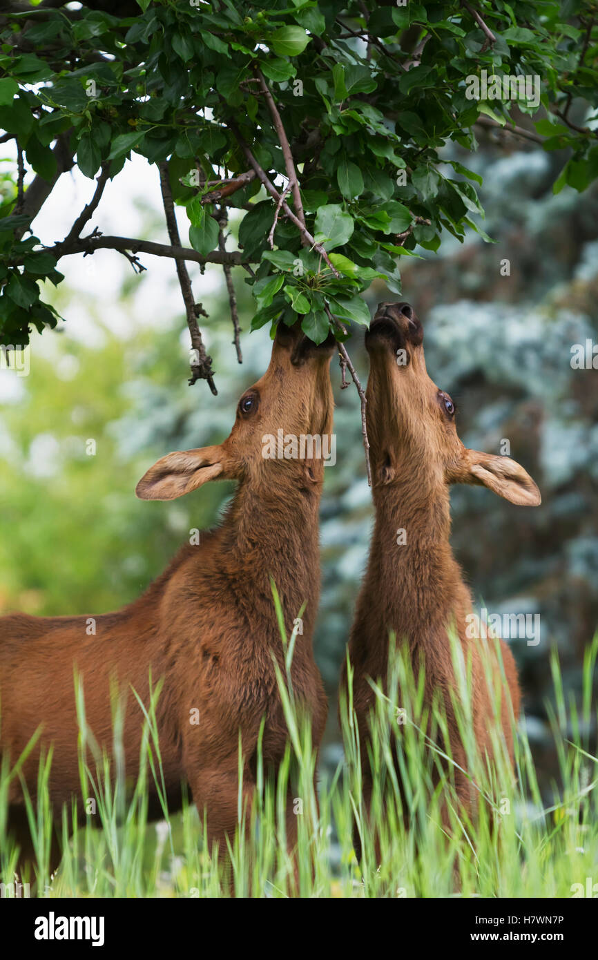Twin moose calves feed on high leaves in a tree in Anchorage, Alaska in ...