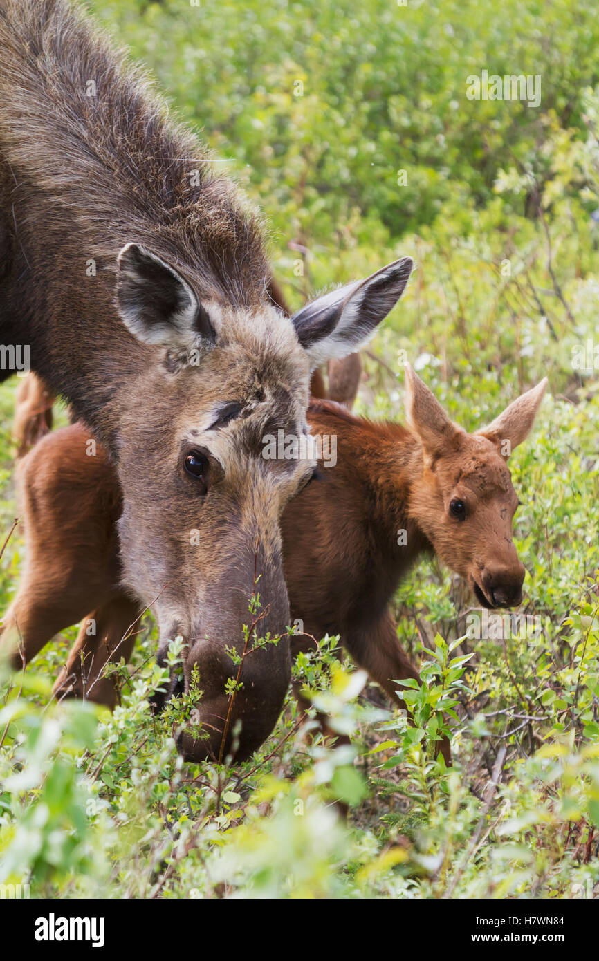 Moose Cow With Two Calves High Resolution Stock Photography and Images ...