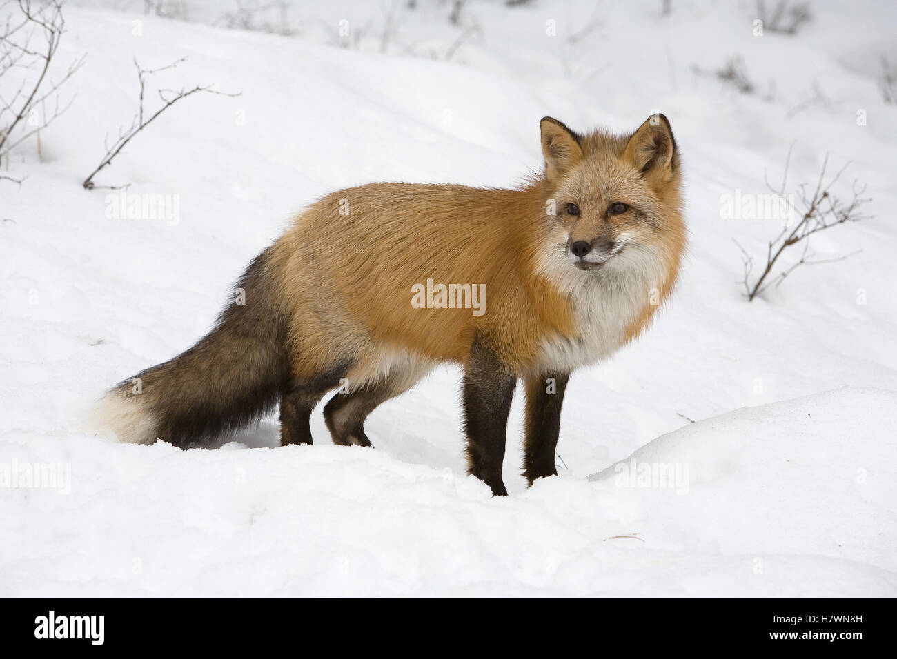 Red Fox (Vulpes vulpes) in snow, Montana Stock Photo - Alamy