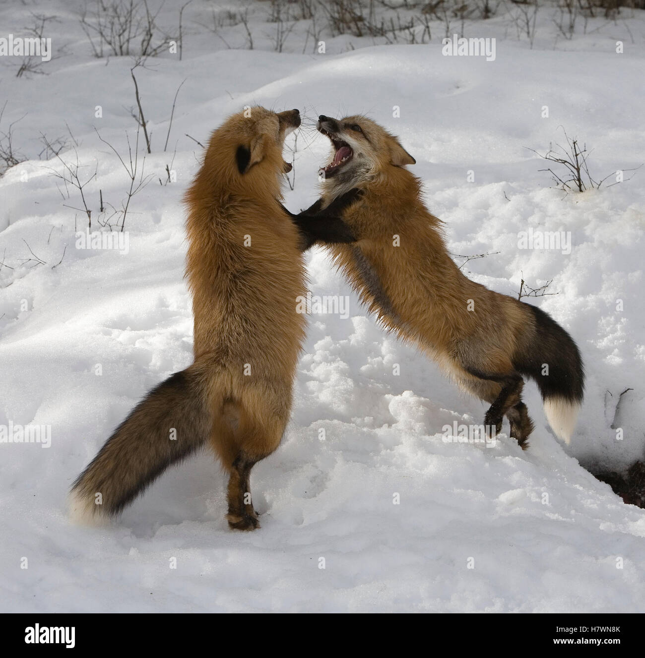 Red Fox (Vulpes vulpes) pair fighting, Montana Stock Photo - Alamy