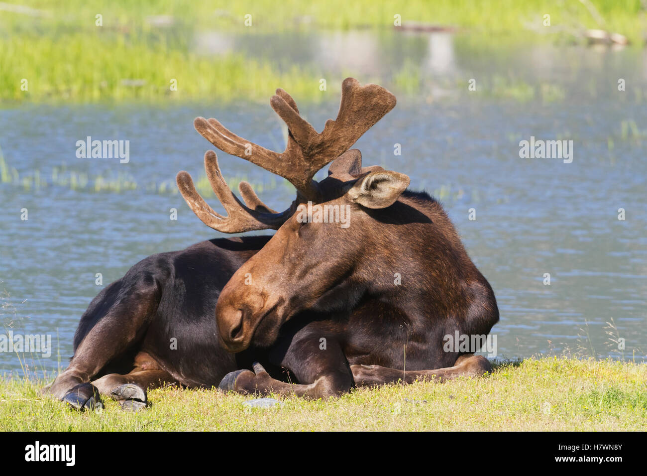 Bull moose with antlers hi-res stock photography and images - Alamy