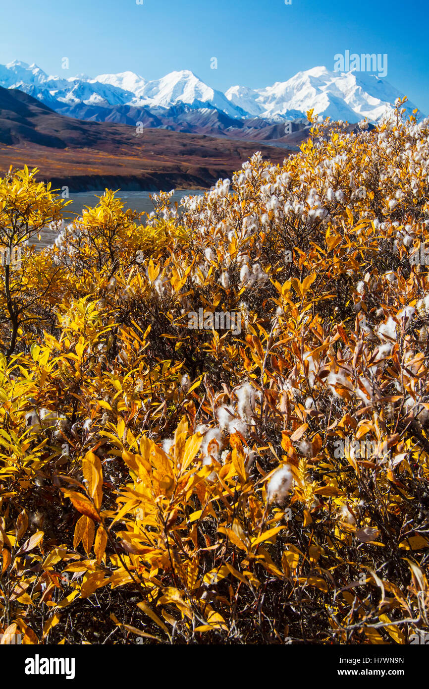 Mt mckinley and autumn foliage denali hi-res stock photography and ...