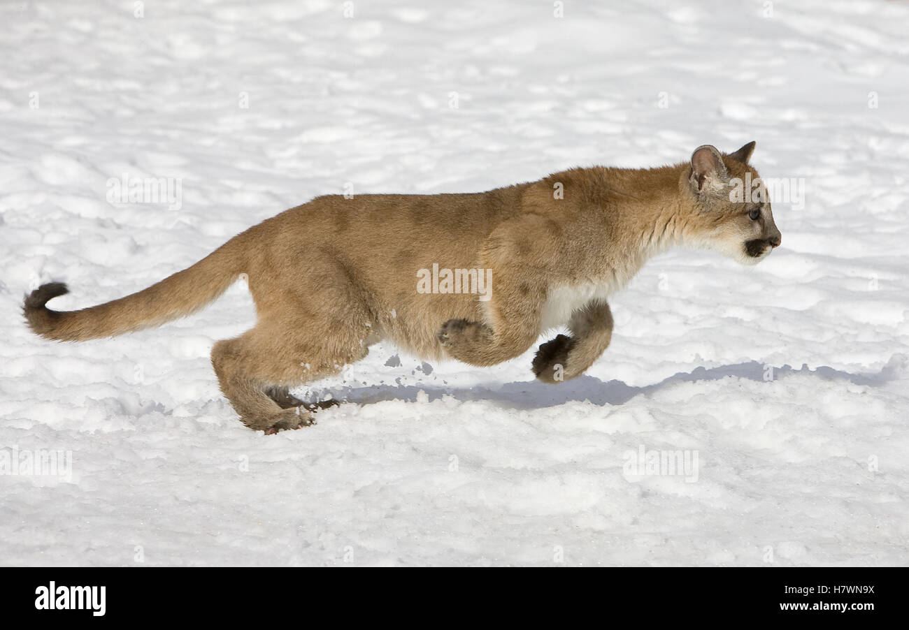 Mountain Lion (Puma concolor) cub pouncing, Montana Stock Photo - Alamy