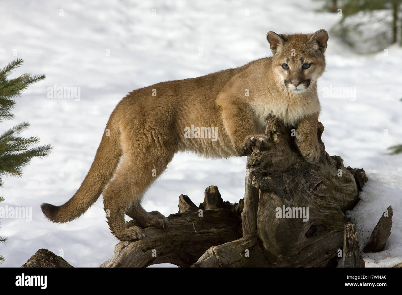Mountain Lion (Puma concolor) cub on tree stump, Montana Stock Photo ...