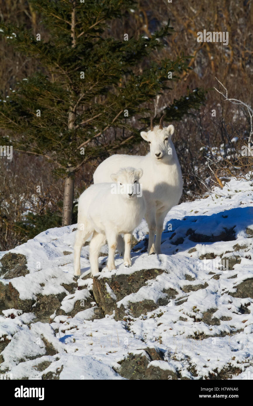 Dall sheep chugach hi-res stock photography and images - Alamy