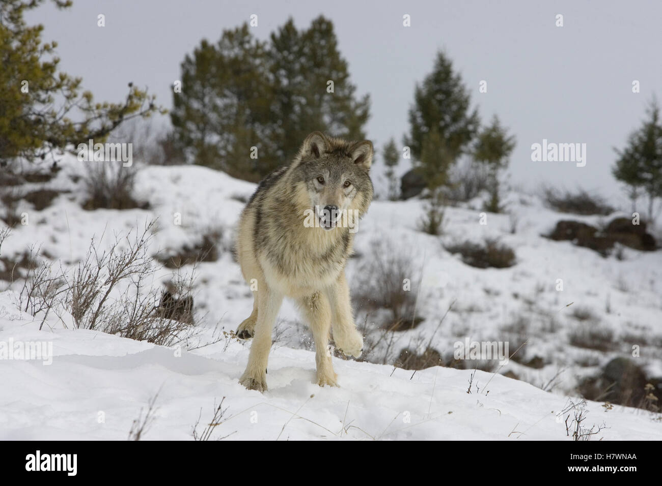 Timber Wolf (Canis lupus) running, Montana Stock Photo - Alamy