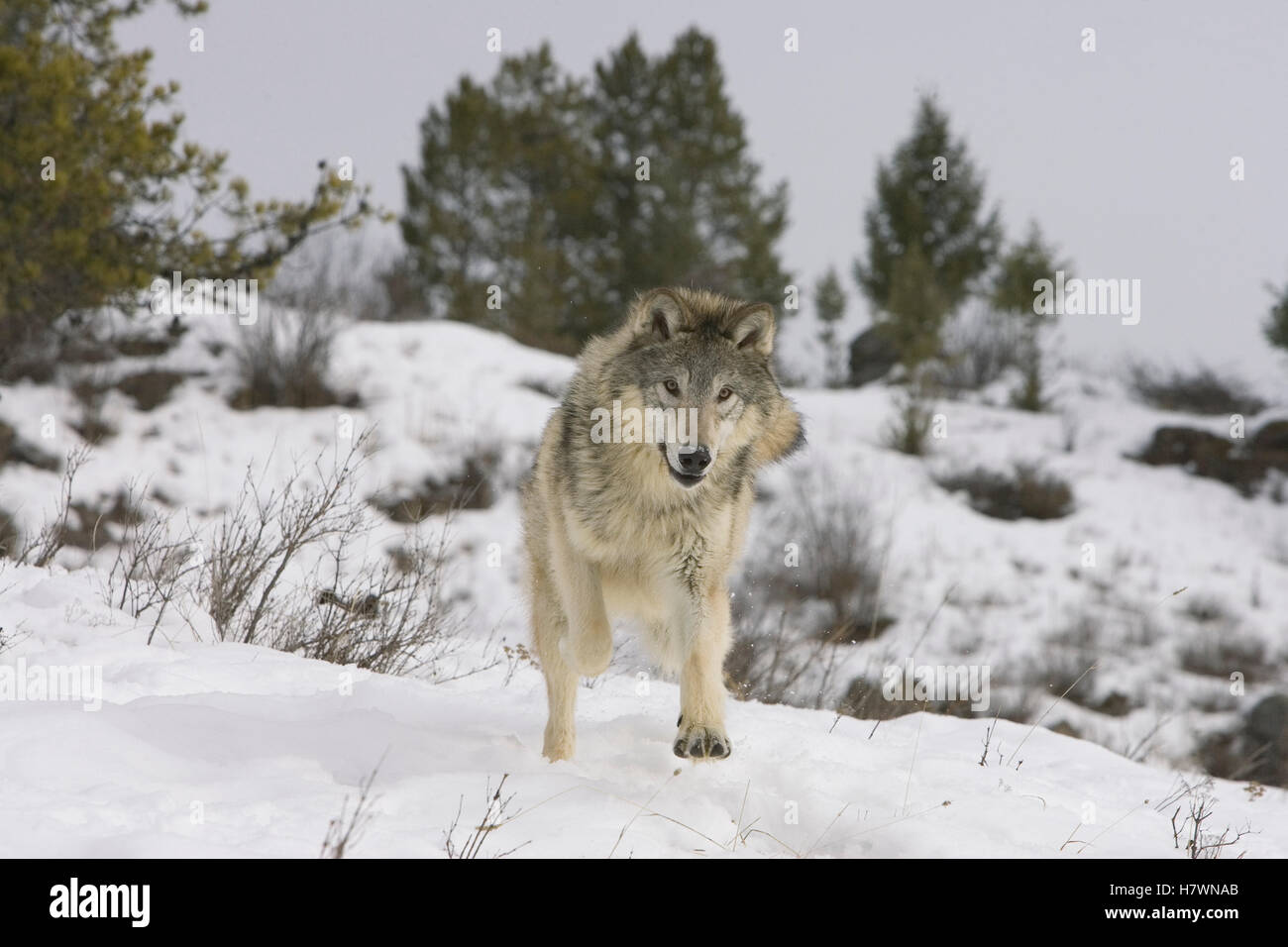 Timber Wolf (Canis lupus) running, Montana Stock Photo - Alamy