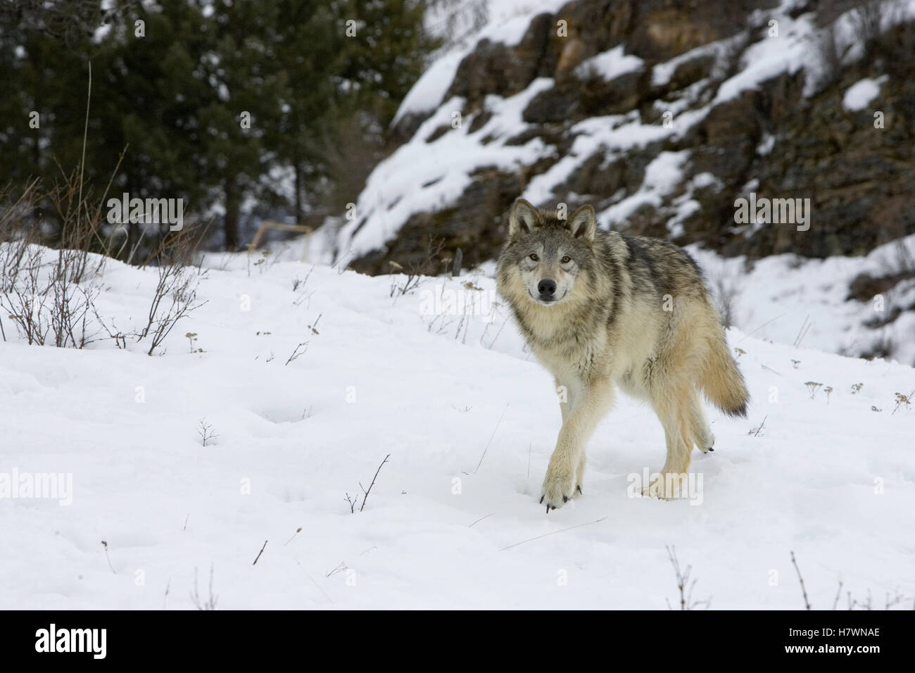 Timber Wolf (Canis lupus) walking in snow, Montana Stock Photo - Alamy