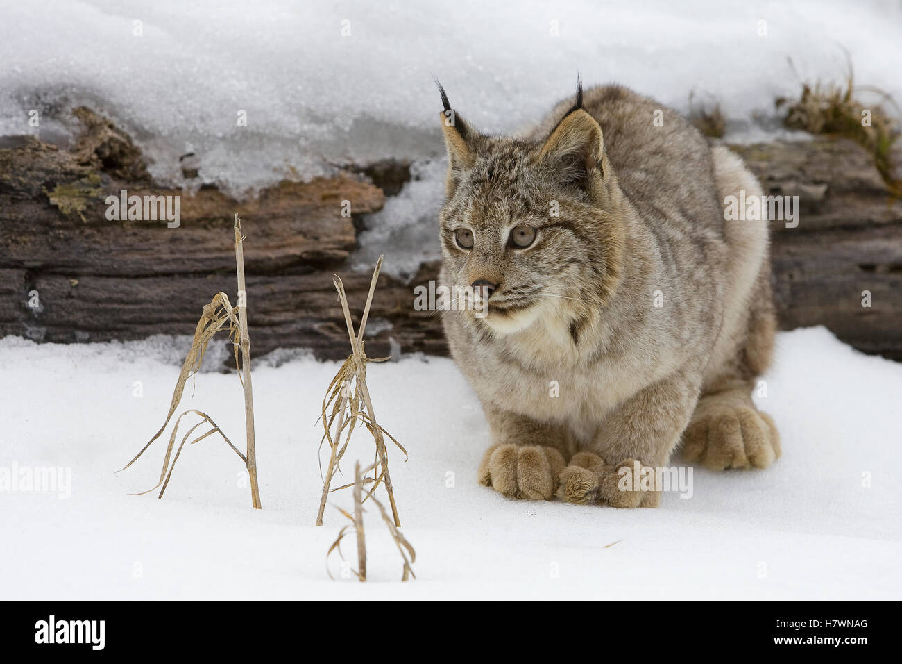 Canada Lynx (Lynx canadensis), Montana Stock Photo - Alamy