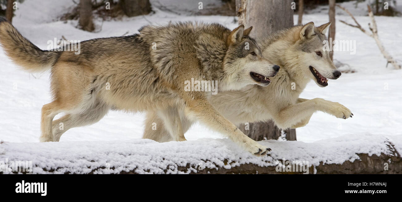 Timber Wolf (Canis lupus) pair running, Montana Stock Photo - Alamy