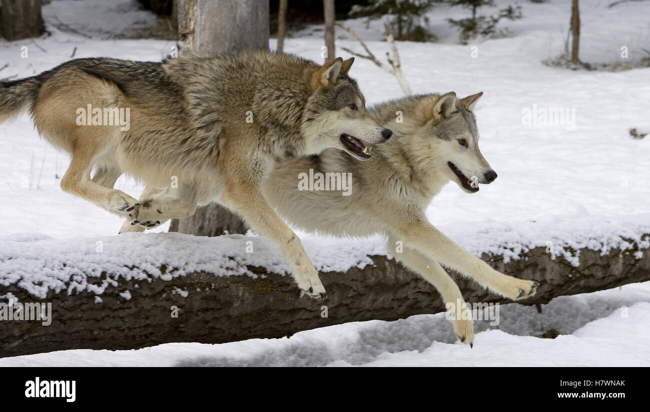 Timber Wolf (Canis lupus) pair jumping over log, Montana Stock Photo ...
