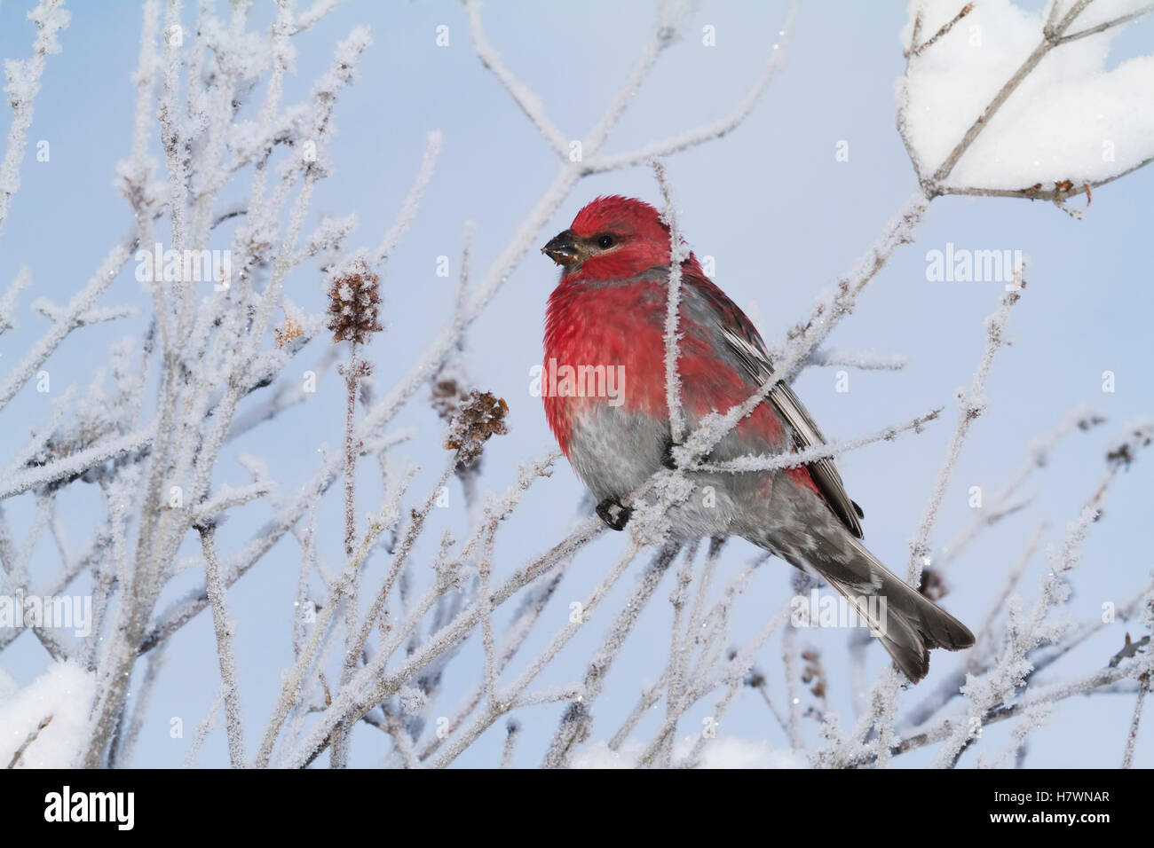 A male Pine Grosbeak sits on a snowy tree perch in Anchorage. Bird was ...