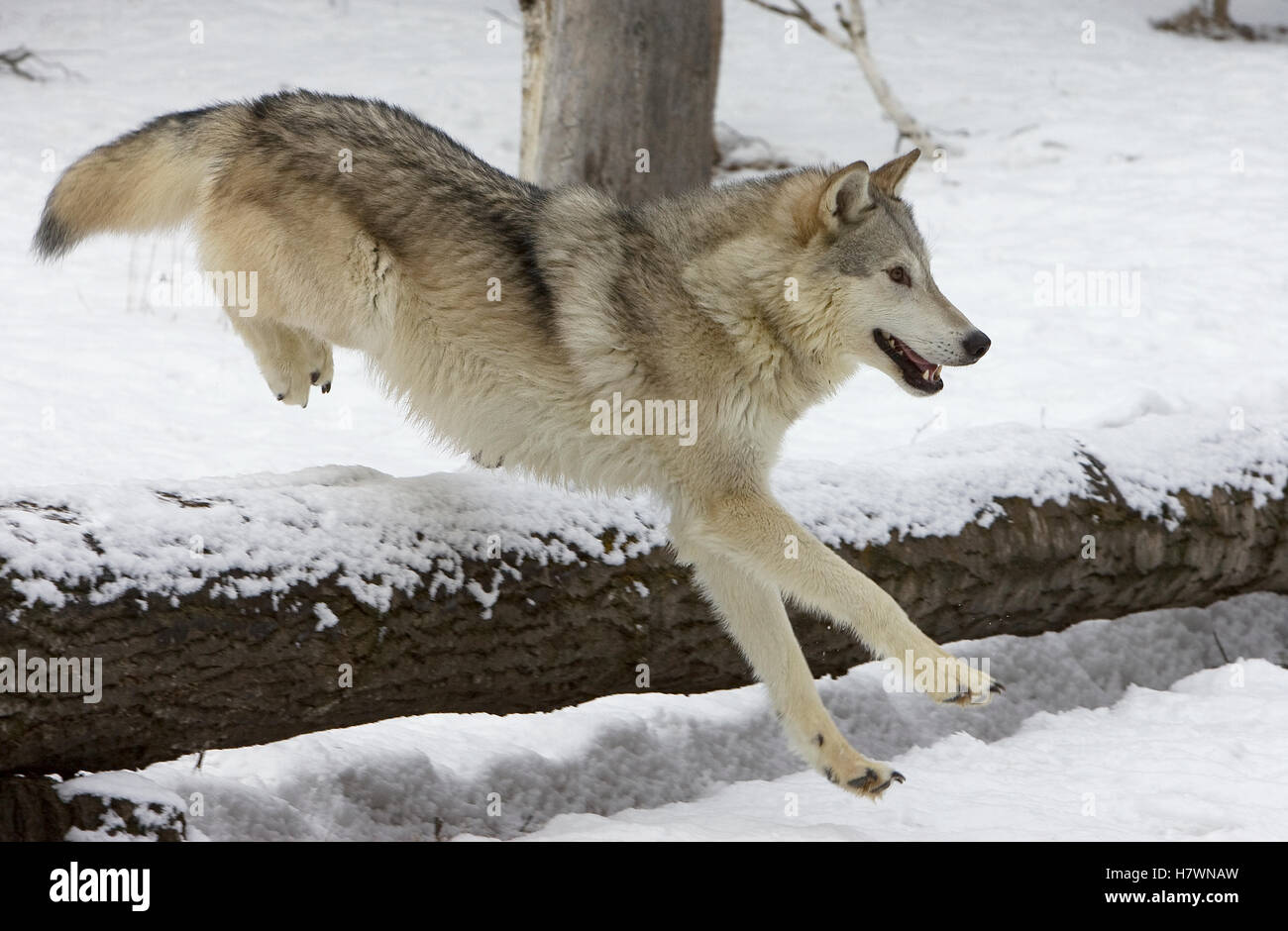 Timber Wolf (Canis lupus) jumping over log, Montana Stock Photo - Alamy