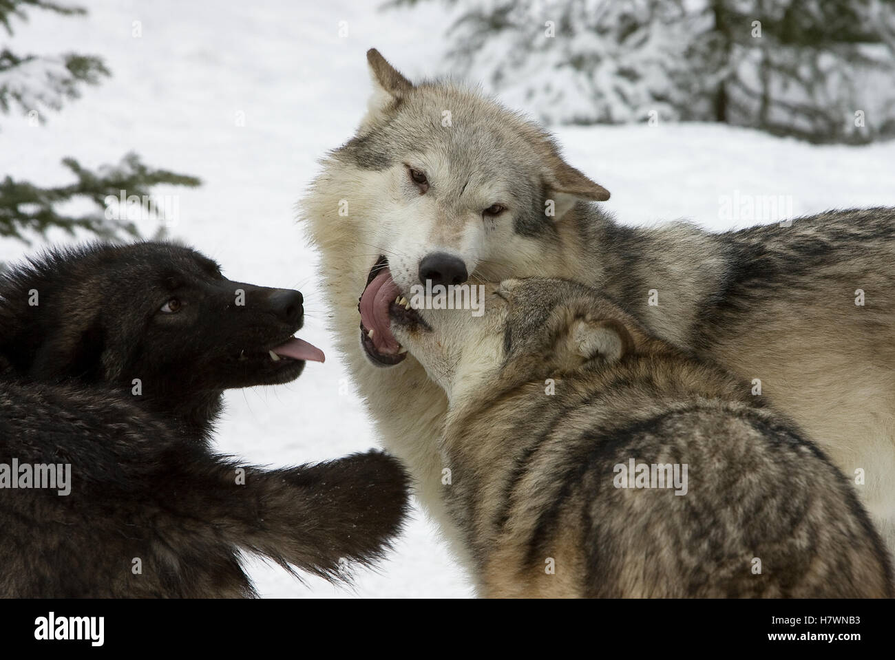 Timber Wolf (Canis lupus) group showing dominant and submissive ...