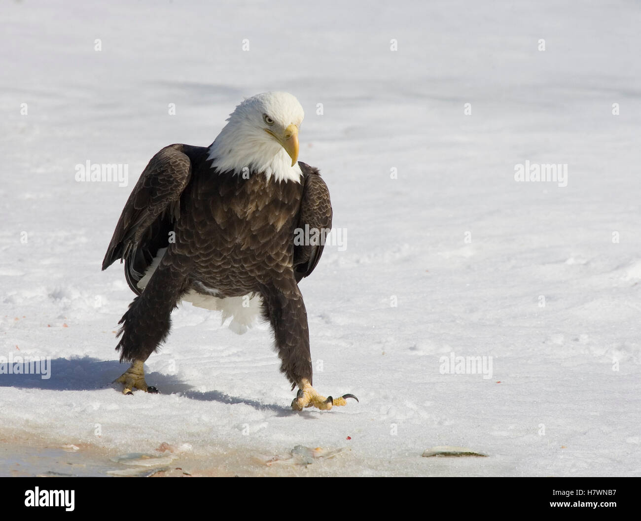 Bald Eagle (Haliaeetus leucocephalus) walking on ice, Kenora, Ontario ...