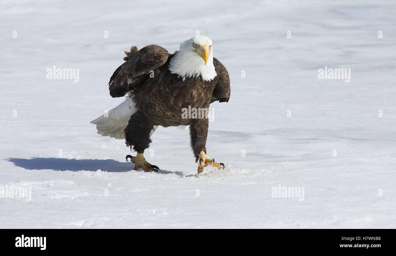 Bald Eagle (Haliaeetus leucocephalus) walking on ice, Kenora, Ontario ...