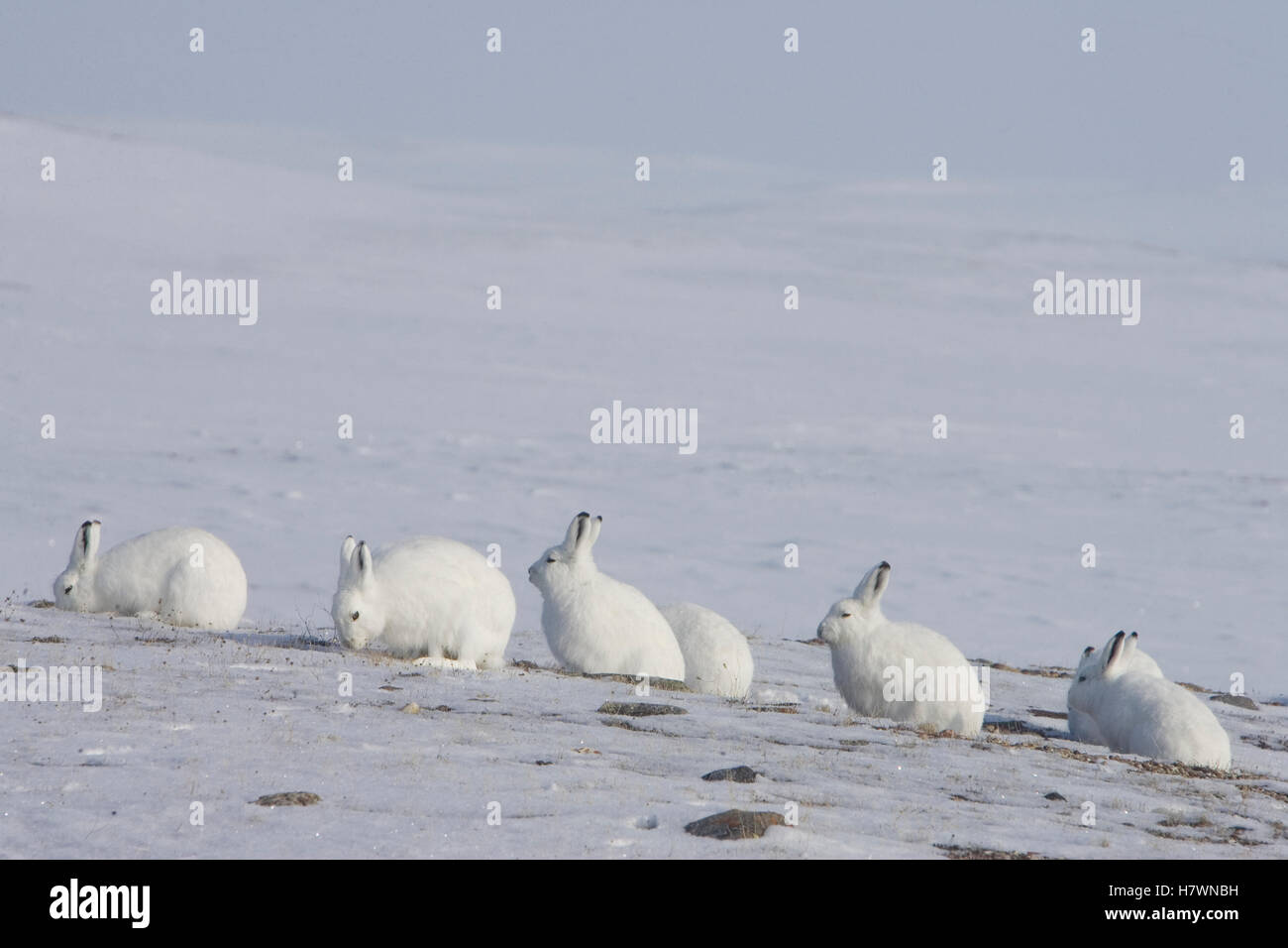 Arctic Hare (Lepus arcticus) group, Banks Island, Canada Stock Photo - Alamy