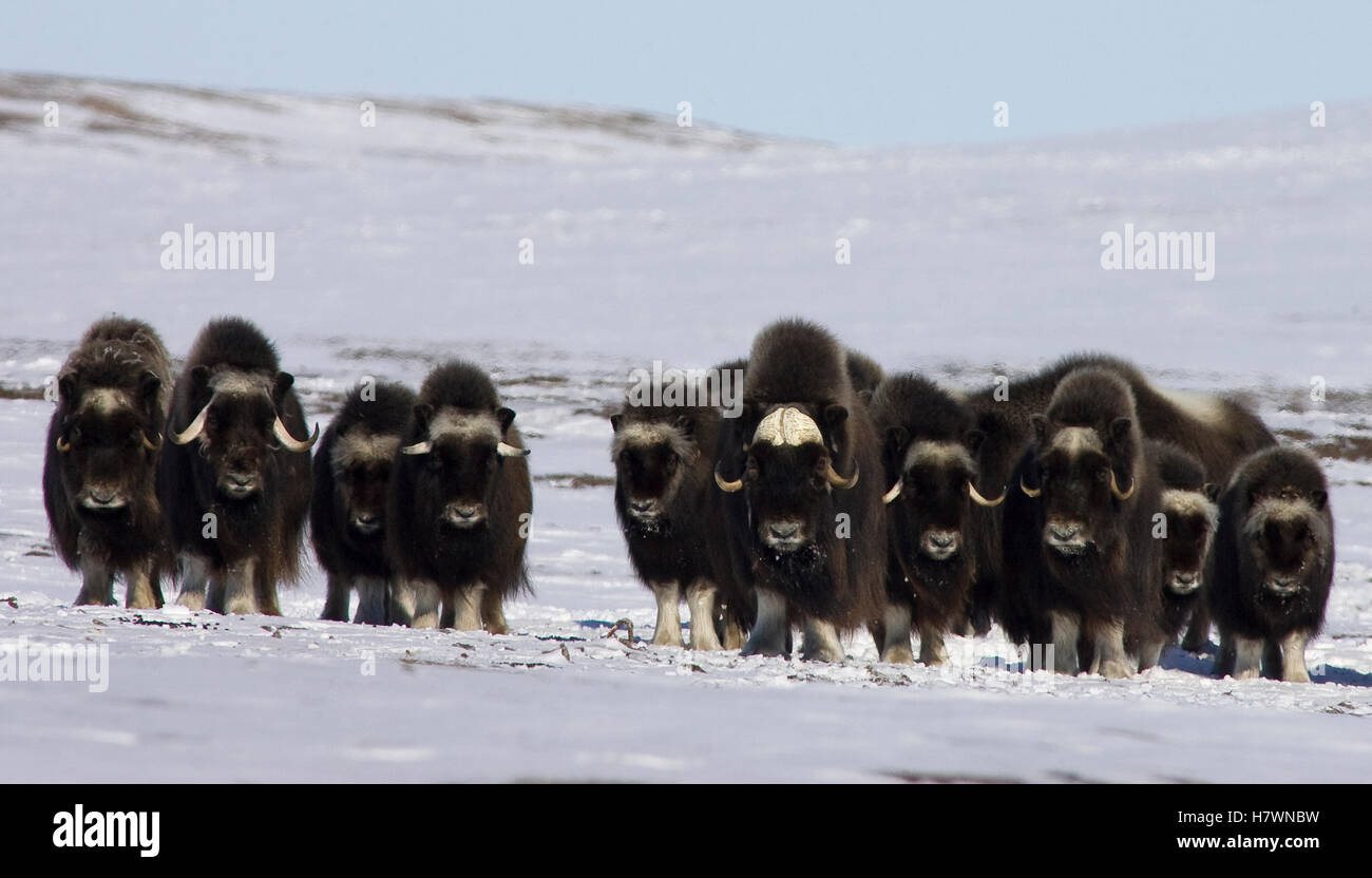 Muskox defensive circle hi-res stock photography and images - Alamy