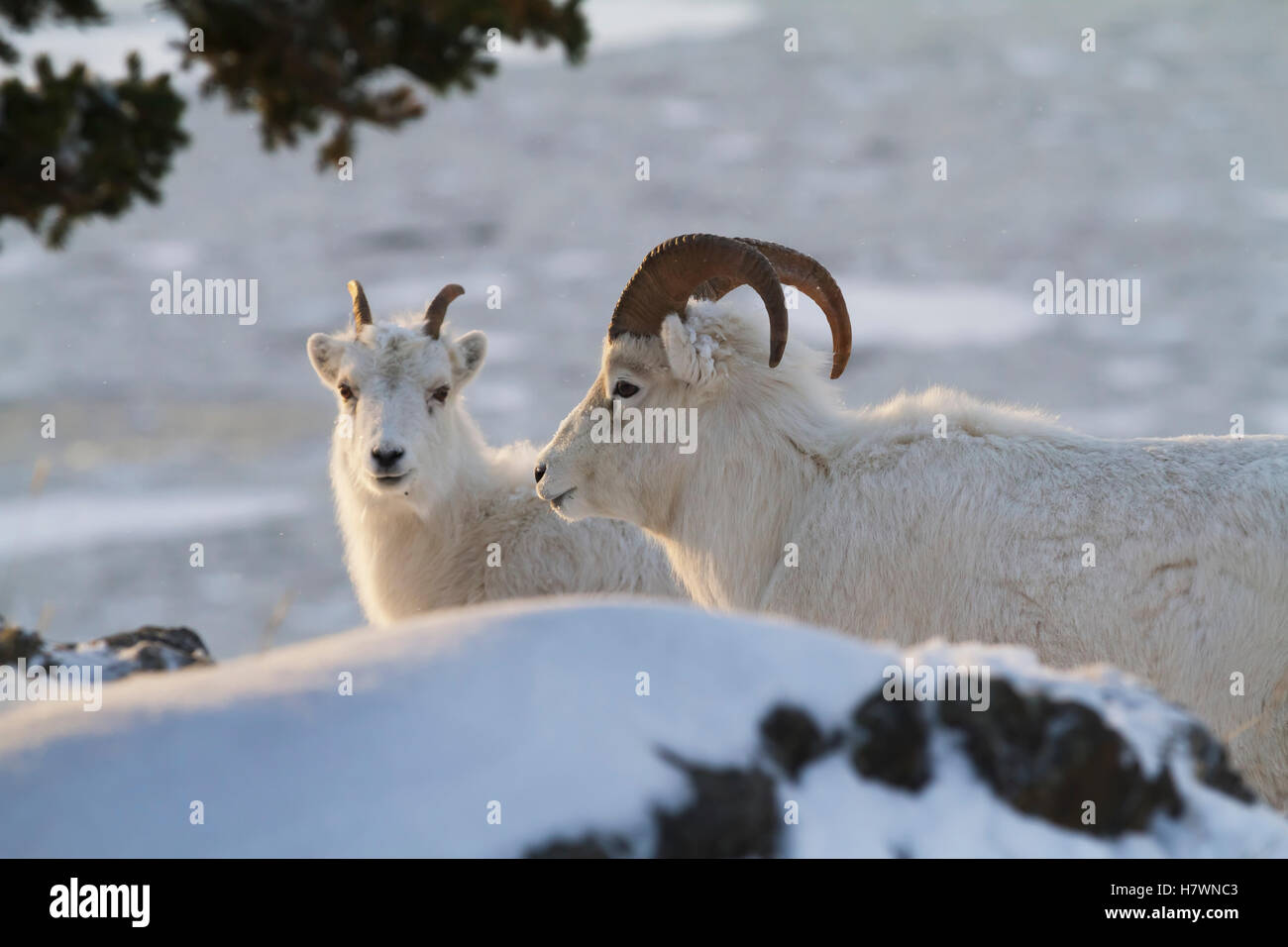 Dall sheep chugach hi-res stock photography and images - Alamy