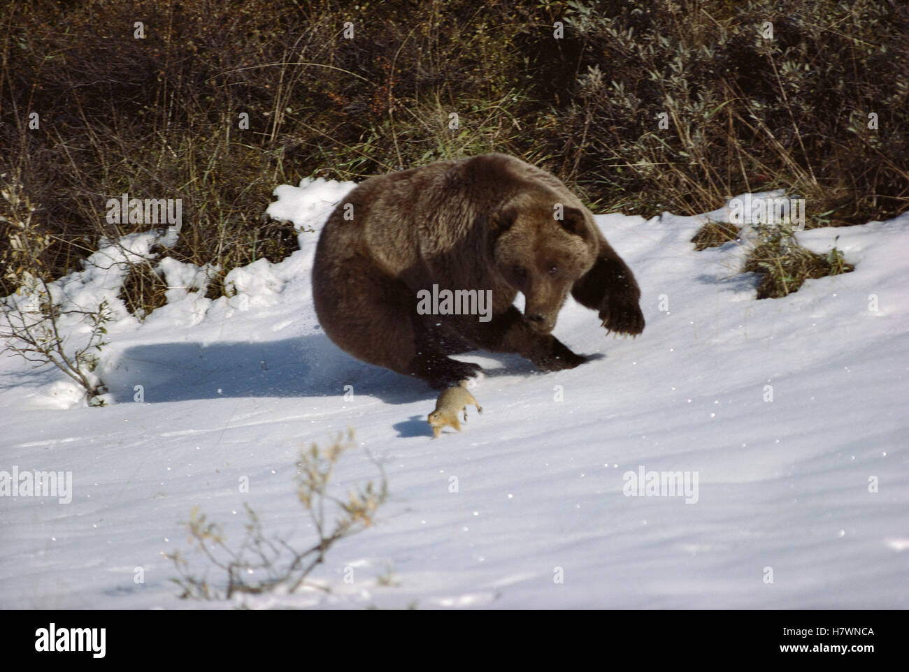 Grizzly Bear (Ursus arctos horribilis) chasing Arctic Ground Squirrel ...