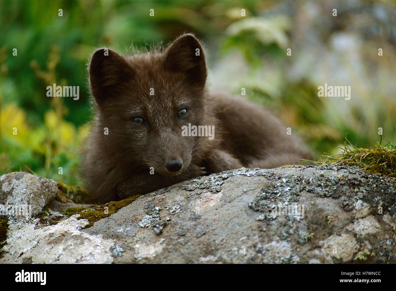 Arctic Fox (Alopex lagopus) resting on rock, Alaska Stock Photo - Alamy