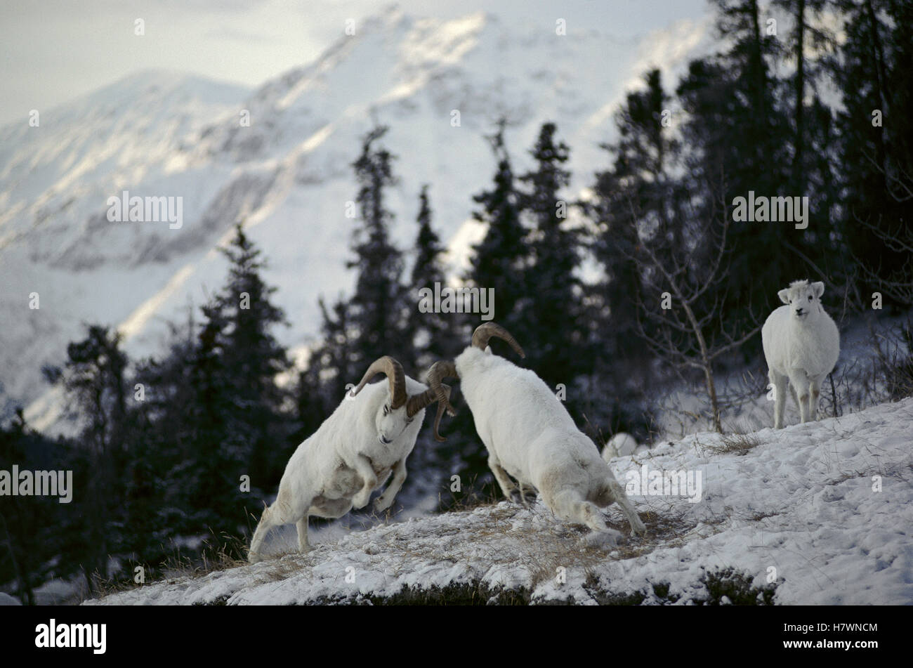 Dall's Sheep (Ovis dalli) rams head butting to determine breeding ...