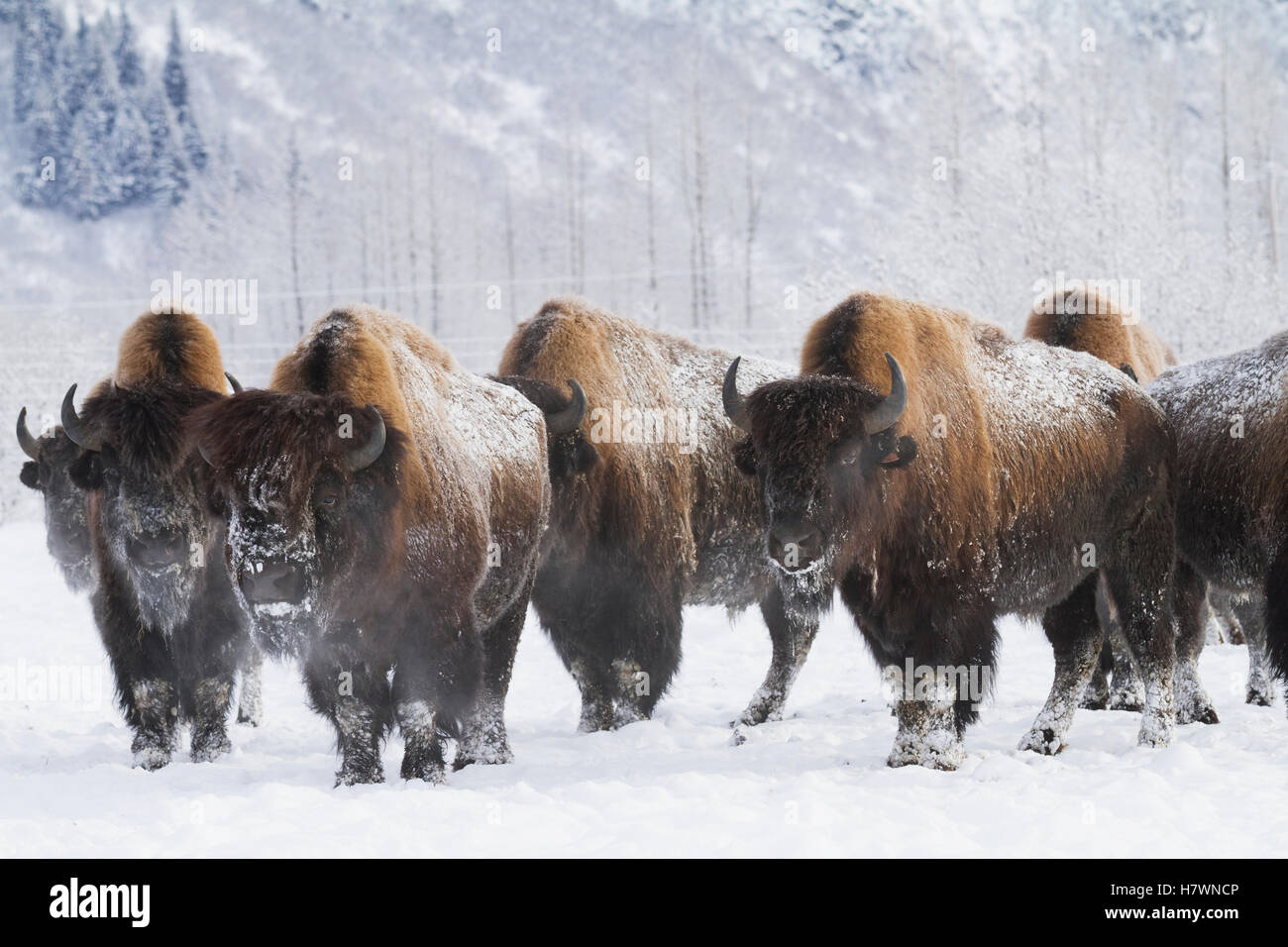 Captive herd of bison at the Alaska Wildlife Conservation Center in ...