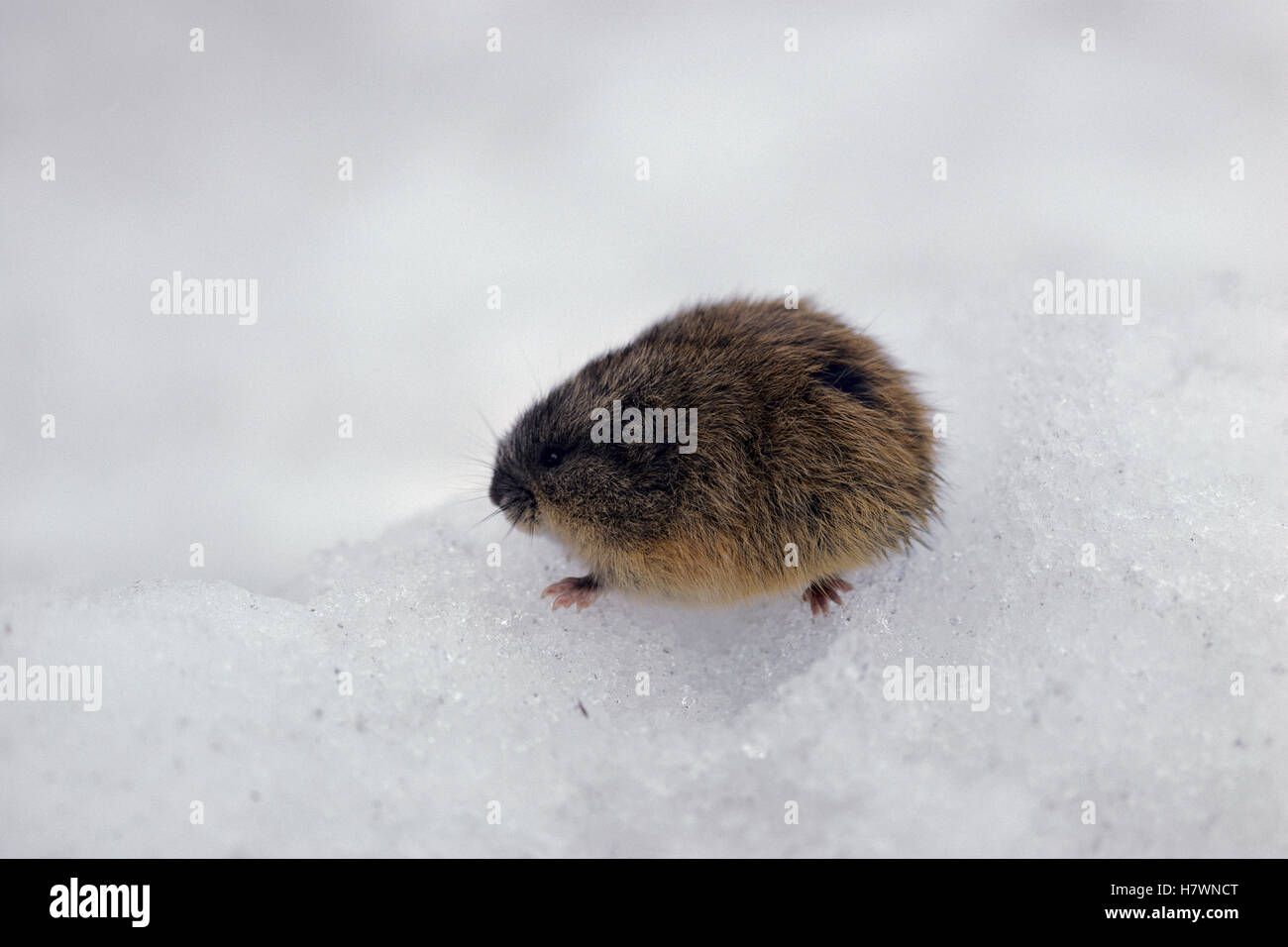 Brown Lemming (Lemmus trimucronatus) on ice, Alaska Stock Photo - Alamy