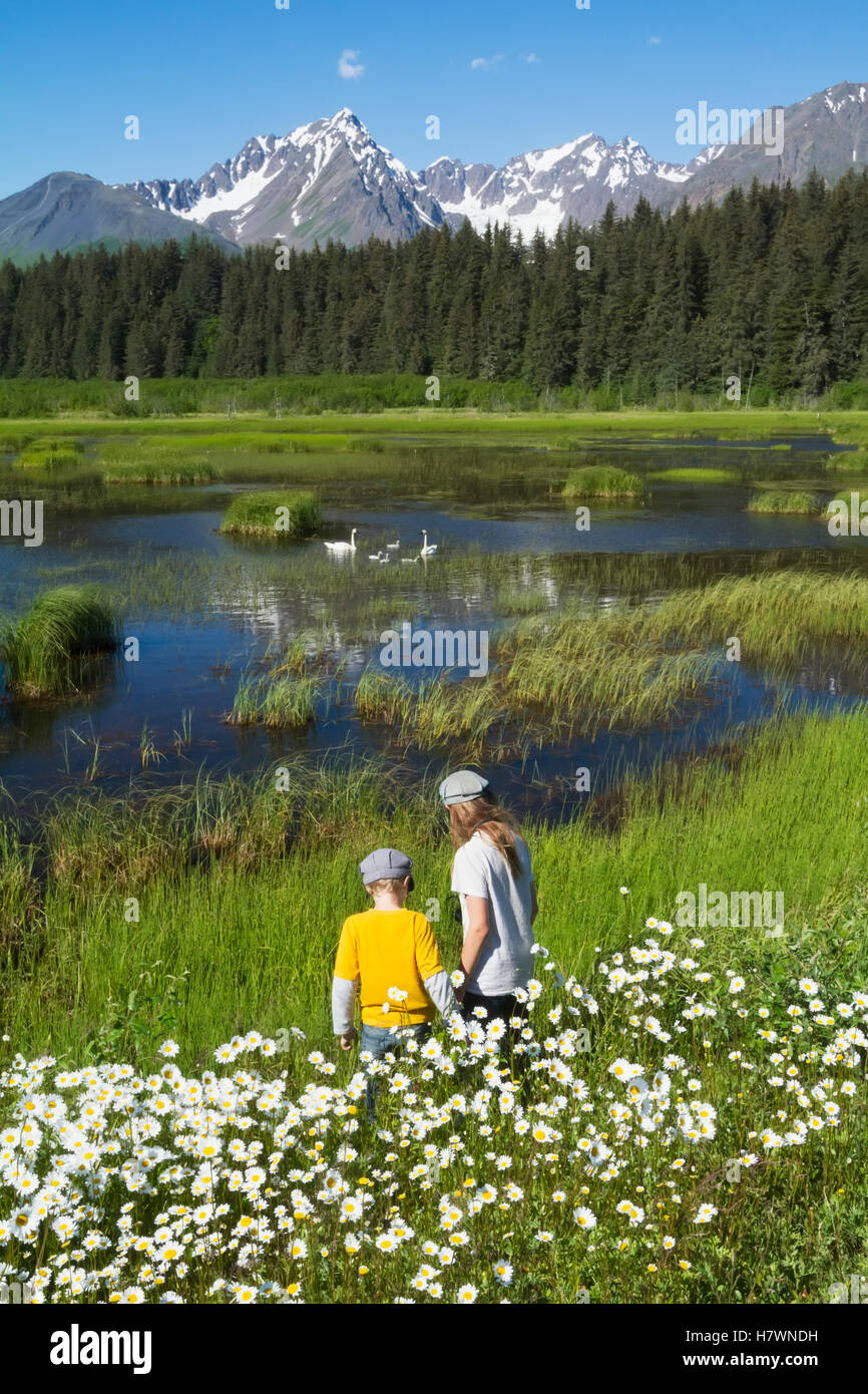Teenage swan hi-res stock photography and images - Alamy