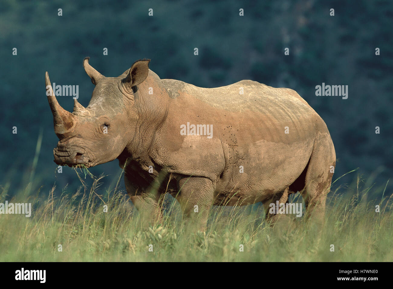 White Rhinoceros (Ceratotherium simum), Itala Game Reserve, South ...