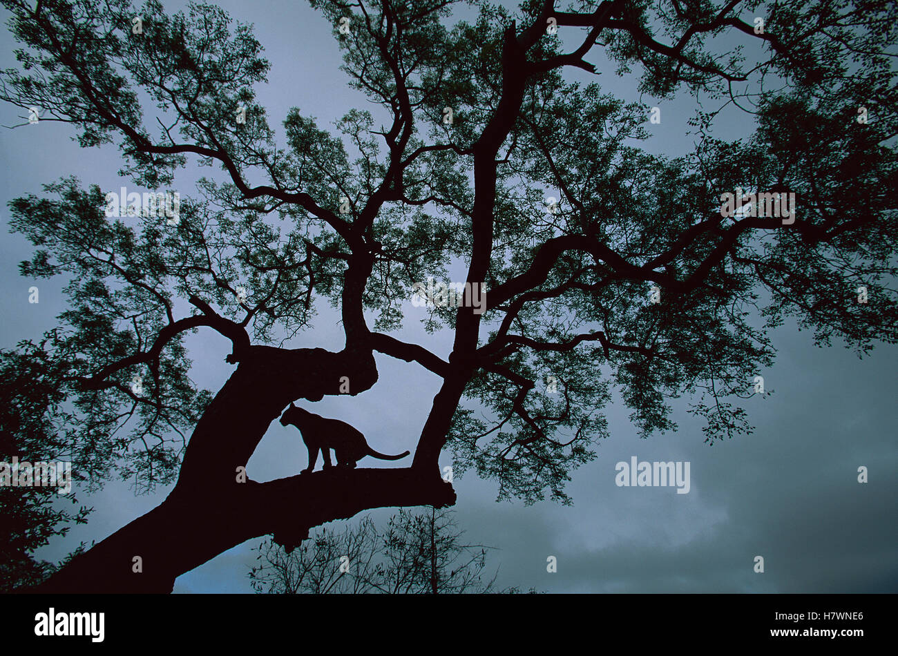 Leopard (Panthera pardus) female in tree, Sabi-sands Game Reserve ...