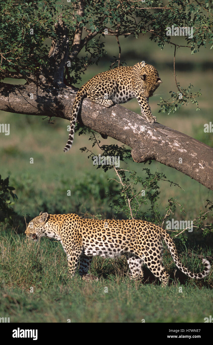 Leopard (Panthera pardus) mother and six months old cub, Sabi-sands ...