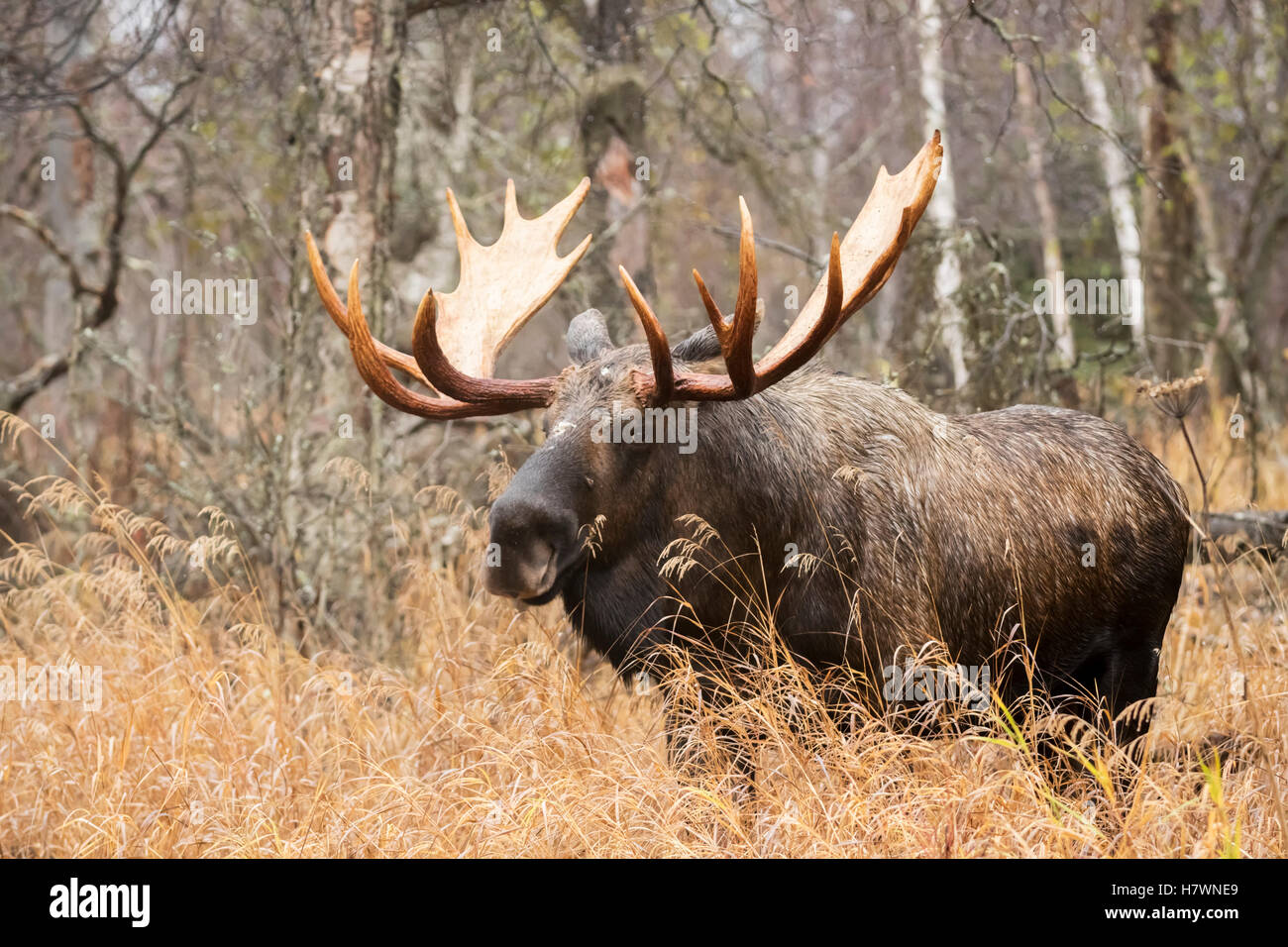 Large bull moose browsing grass during rut season, autumn Stock Photo ...