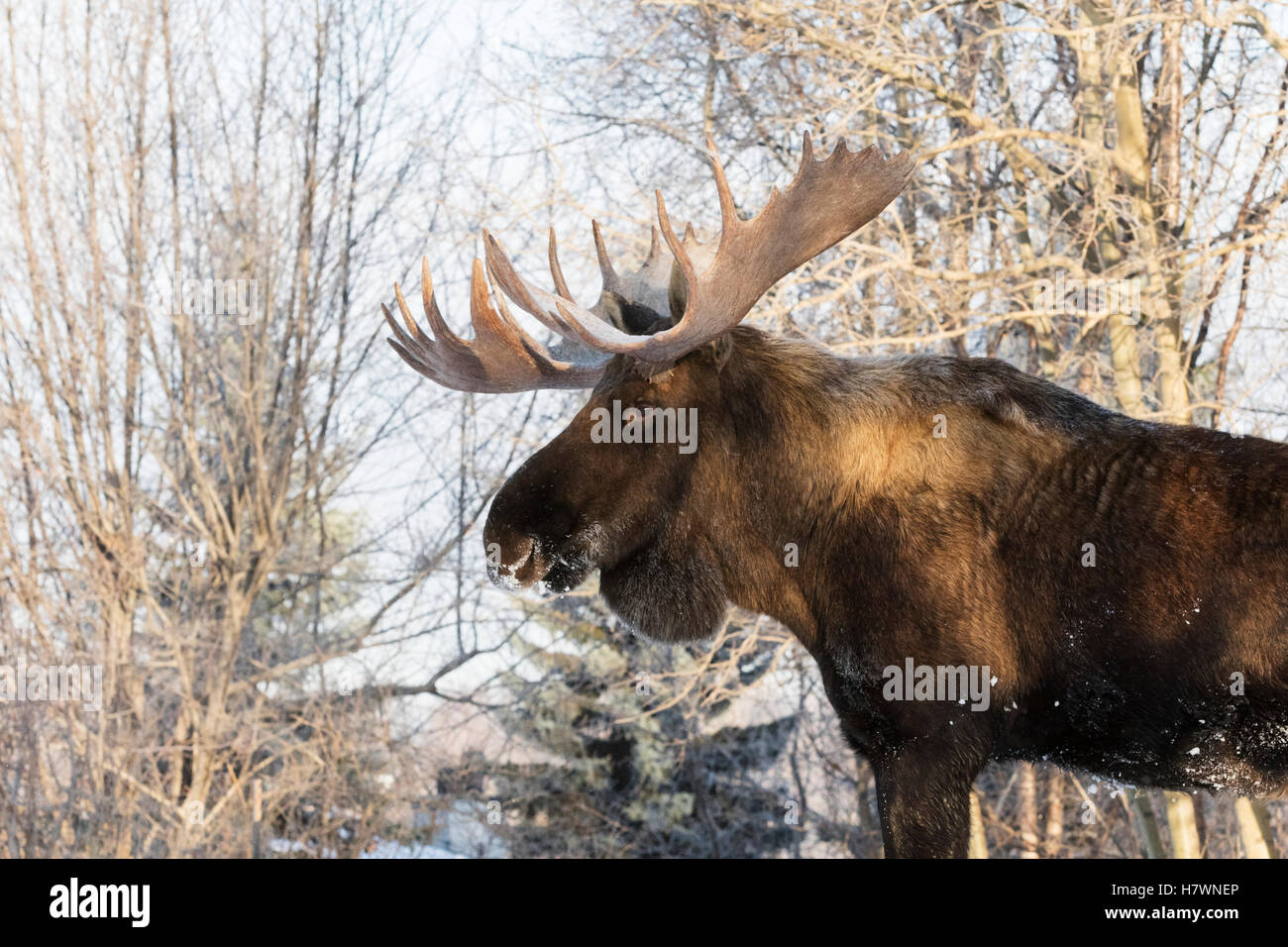 Bull moose in sunshine on a frosty winter day, Anchorage, Southcentral ...