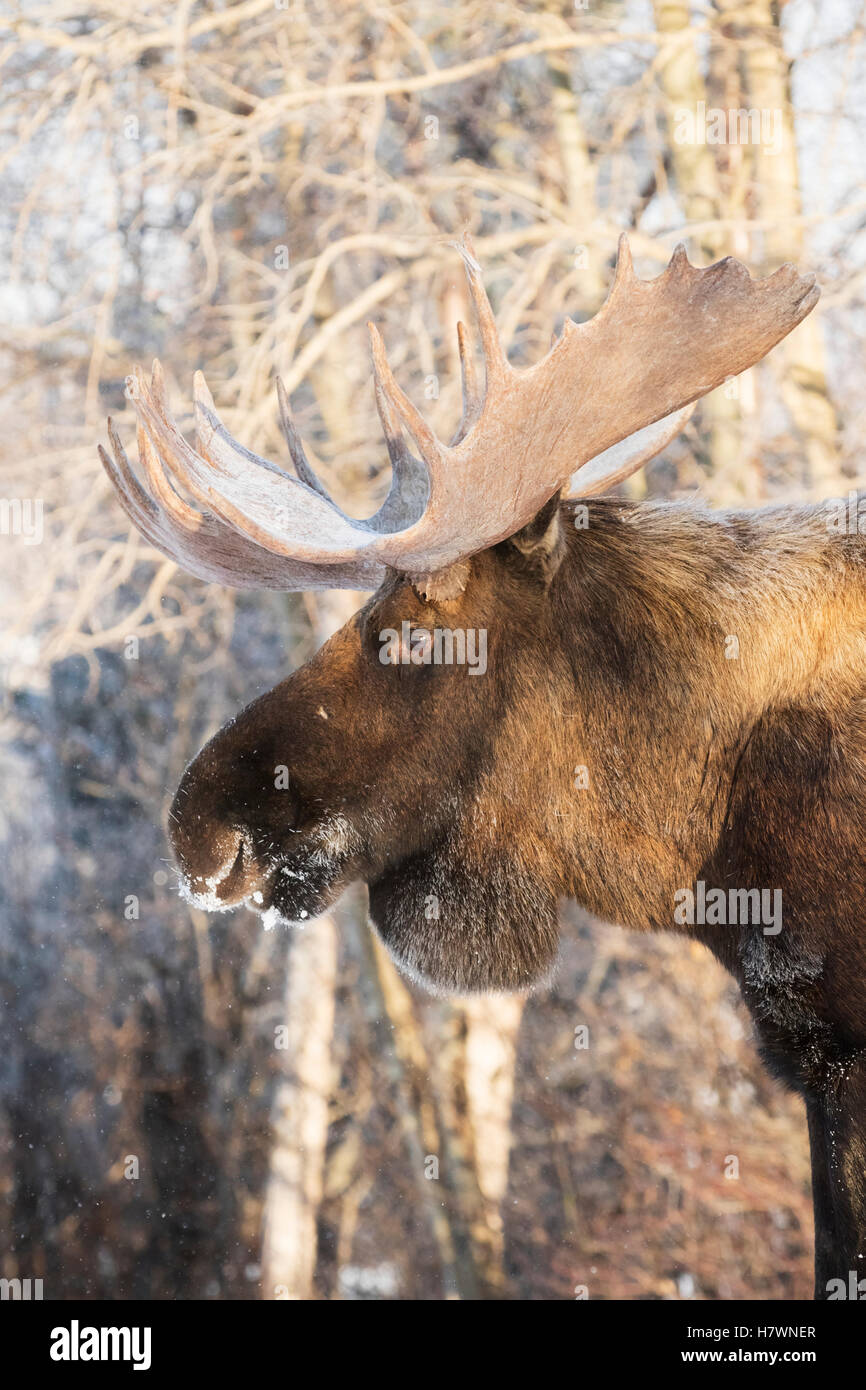 Close up profile of a large bull moose with a frosty muzzle on a cold ...