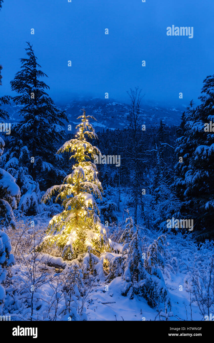 Snow covered hemlock tree hi-res stock photography and images - Alamy