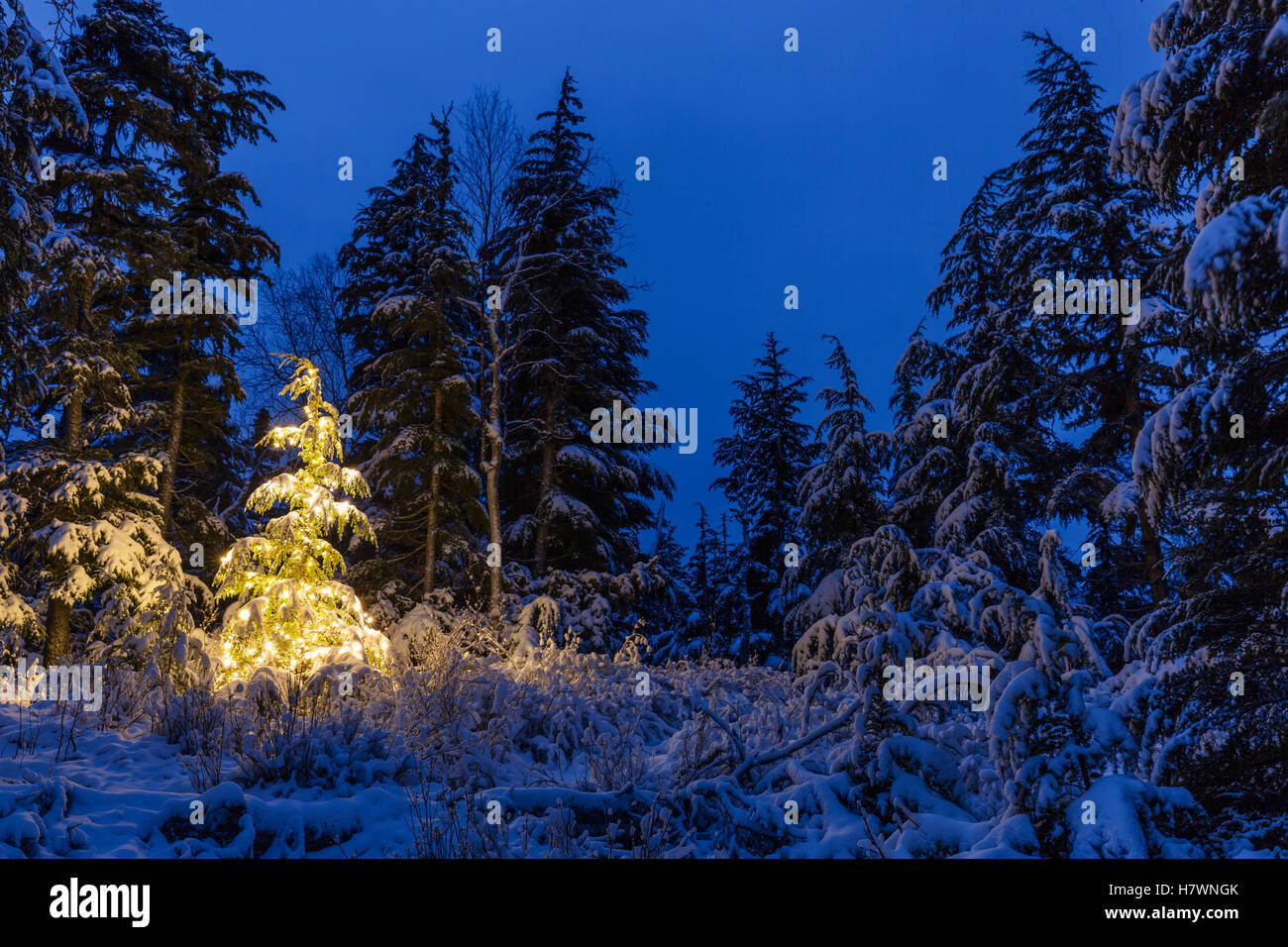 Snow covered hemlock tree hi-res stock photography and images - Alamy