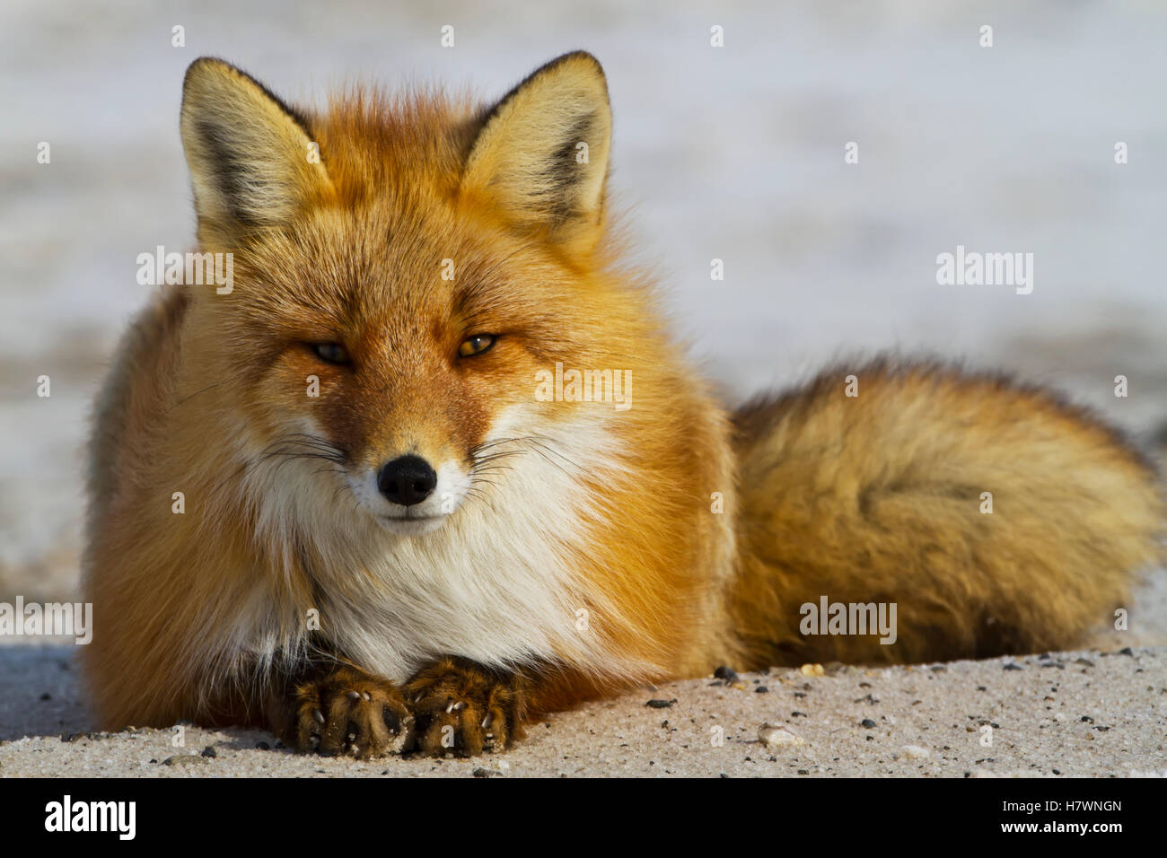Red fox (Vulpes vulpes) resting on melting snow on Arctic tundra, early ...