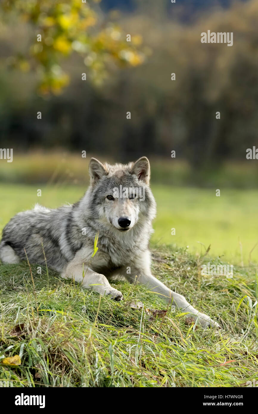 Female Gray Wolf (canis lupus), captive, Alaska Wildlife Conservation ...