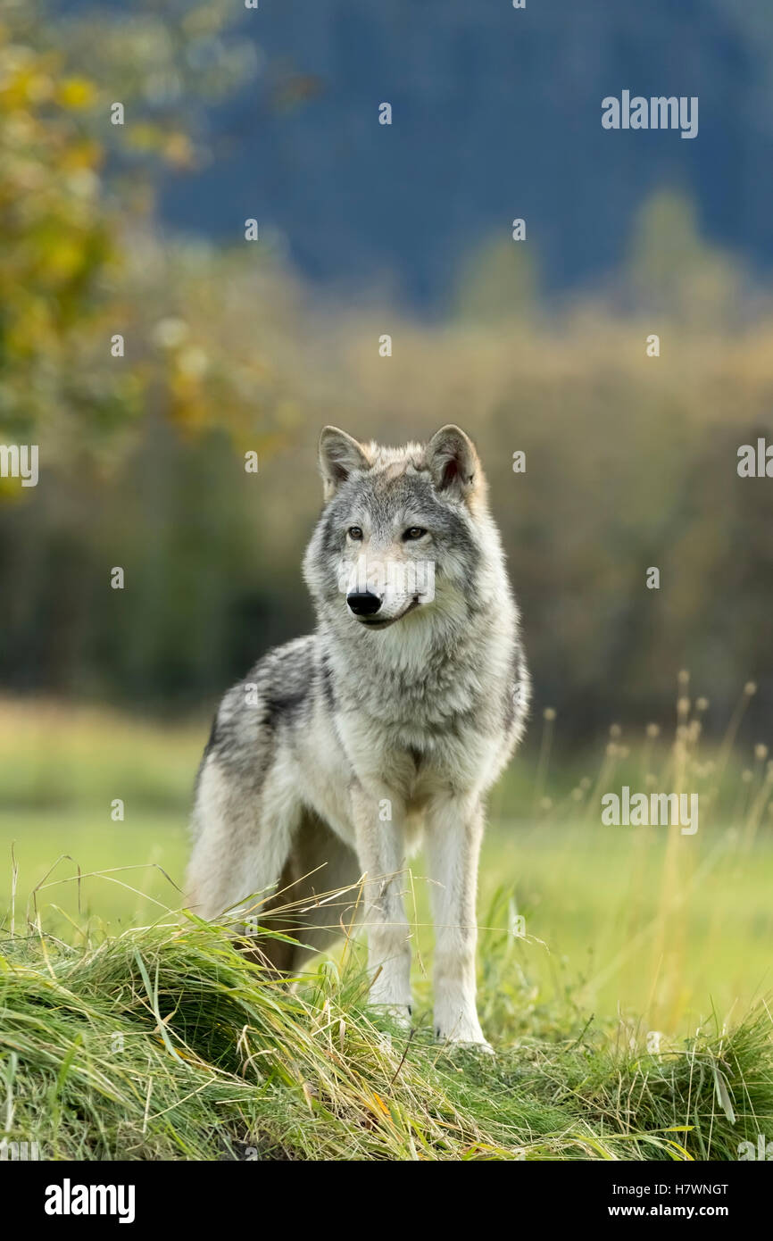 Female Gray Wolf (canis lupus), captive, Alaska Wildlife Conservation ...