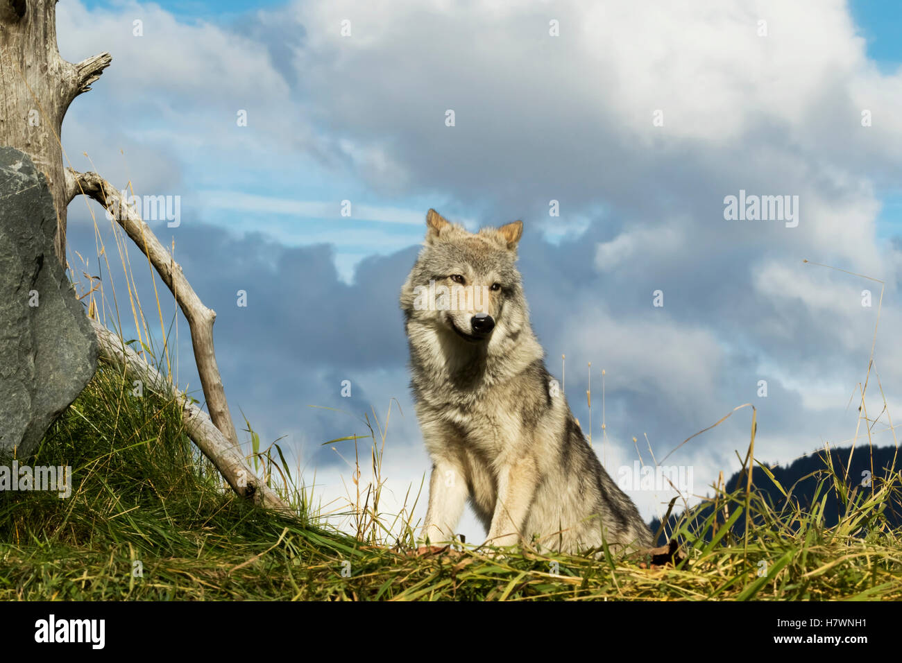 Female Gray Wolf (canis lupus), captive, Alaska Wildlife Conservation ...